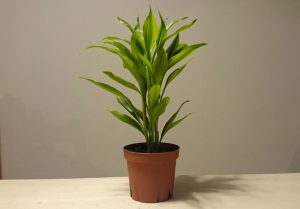 利用Arduino Create和ROHM感測器評估套件製作智慧花園系統 – DevicePlus